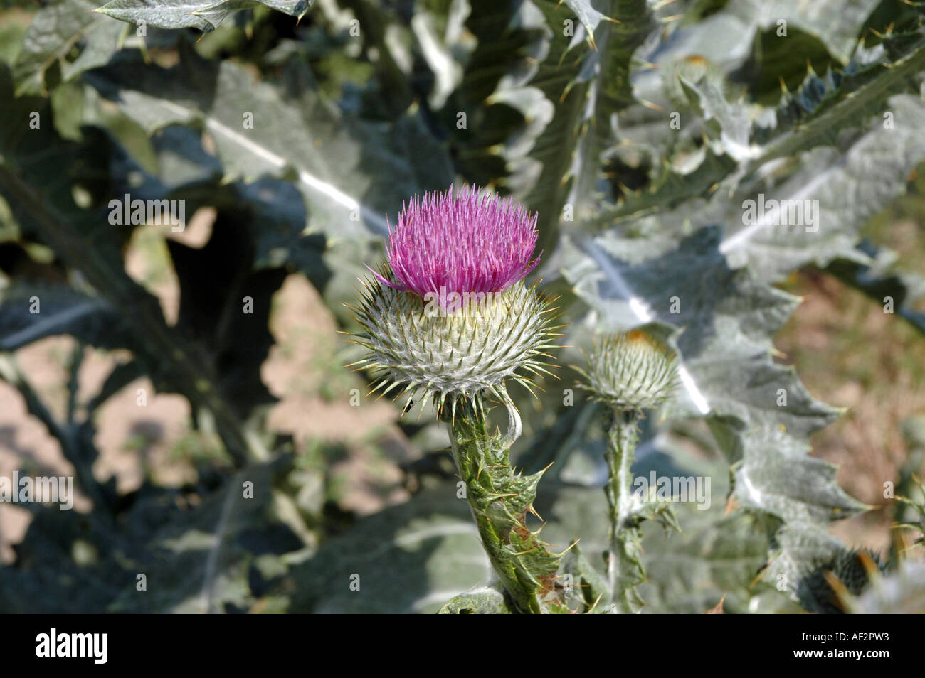 Scotch cotton-thistle Onopordum acanthium also called Silver thistle ...