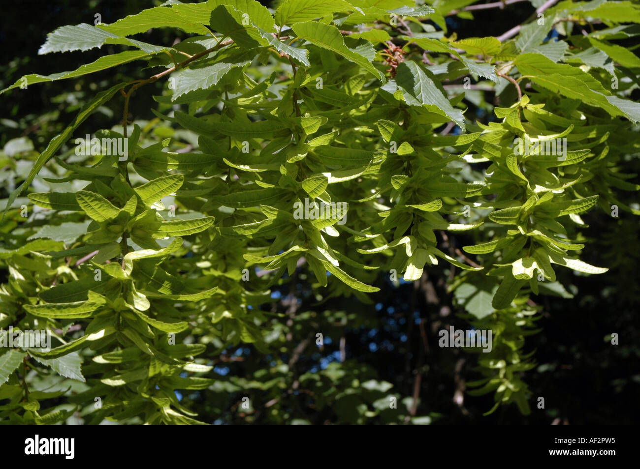 Musclewood hi-res stock photography and images - Alamy