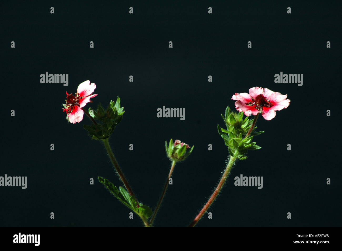 Nepal cinquefoil Potentilla nepalensis Stock Photo - Alamy