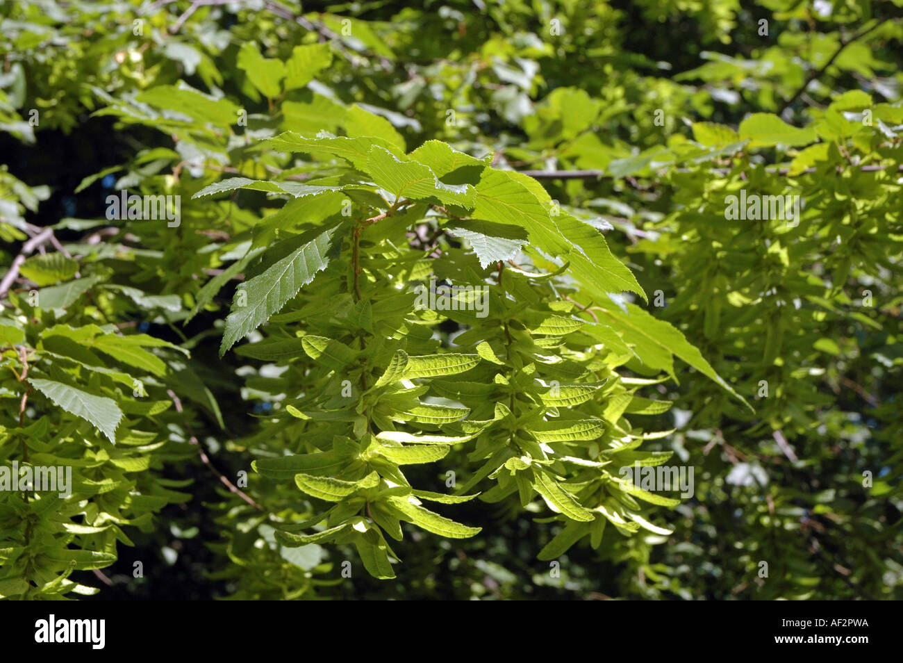 Musclewood hi-res stock photography and images - Alamy