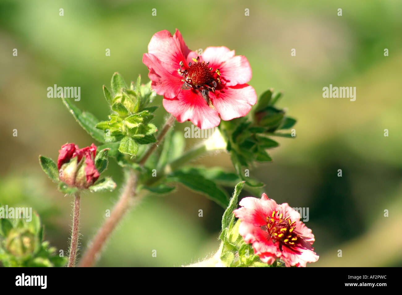 Nepal cinquefoil Potentilla nepalensis Stock Photo - Alamy