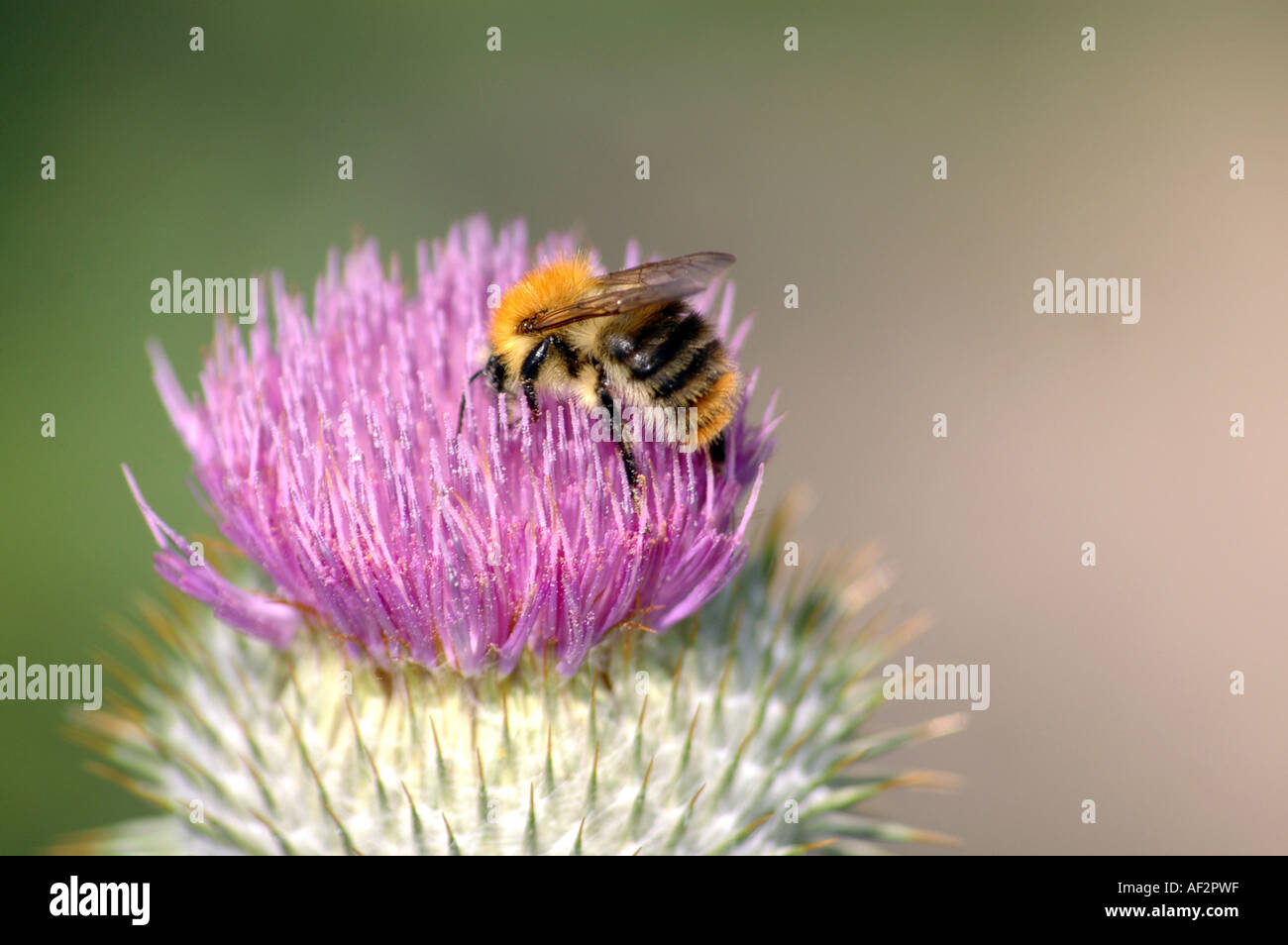 Scotch cotton-thistle Onopordum acanthium also called Silver thistle ...