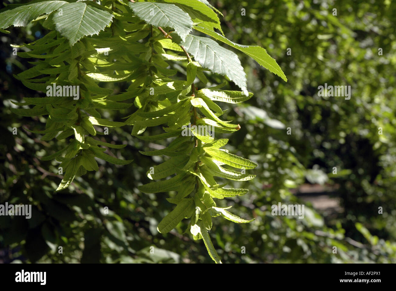 Musclewood hi-res stock photography and images - Alamy