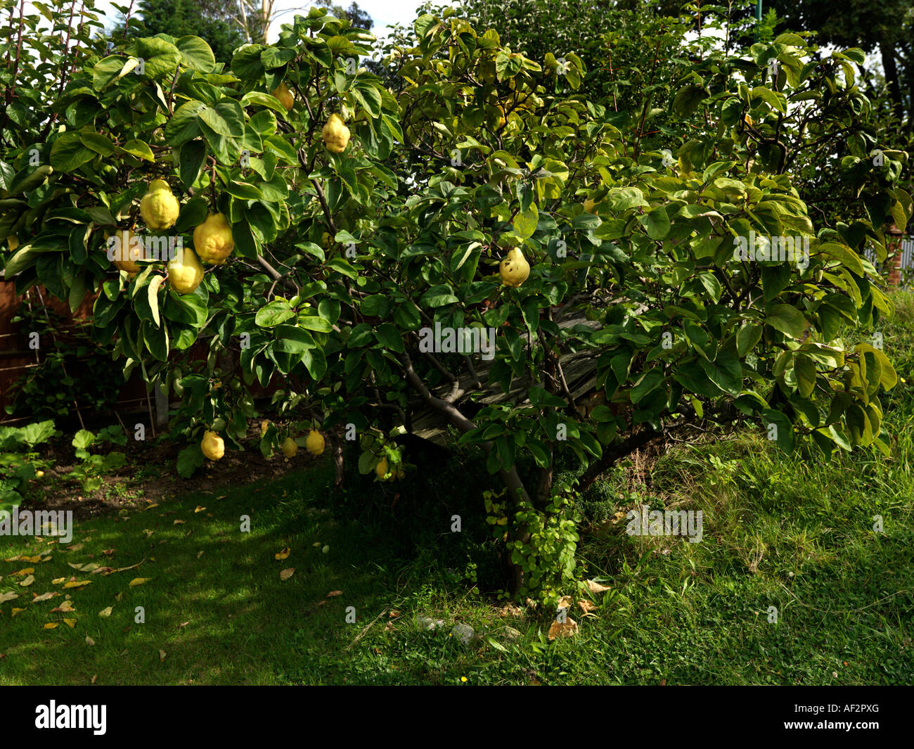 Quince fruit tree hi-res stock photography and images - Alamy