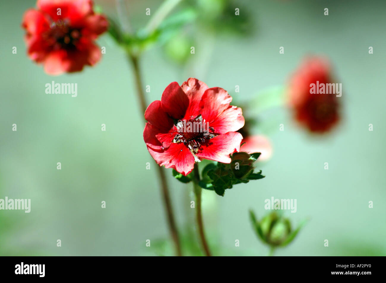 Nepal cinquefoil Potentilla nepalensis Stock Photo - Alamy