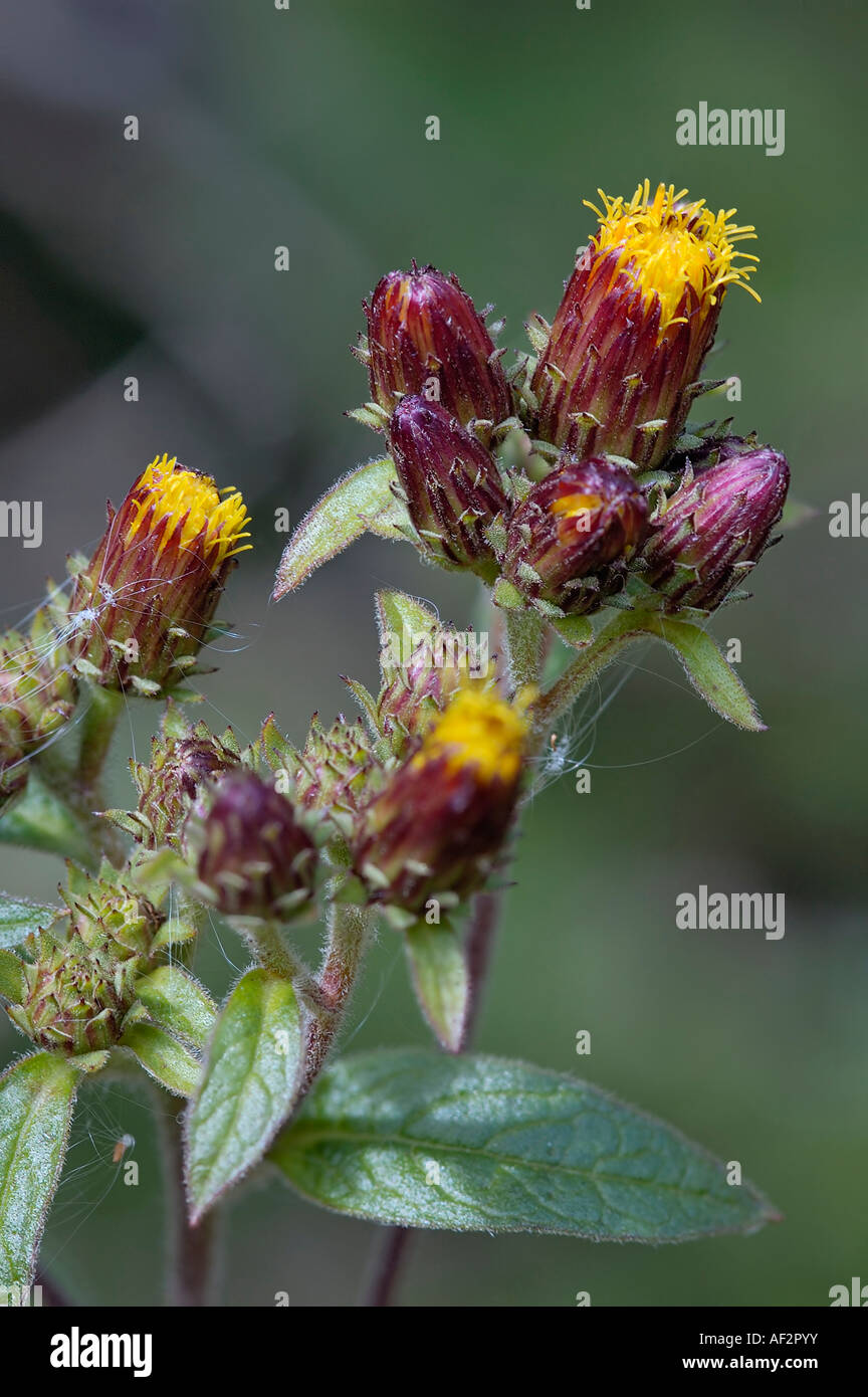 Ploughman s Spikenard Inula conyza Stock Photo - Alamy