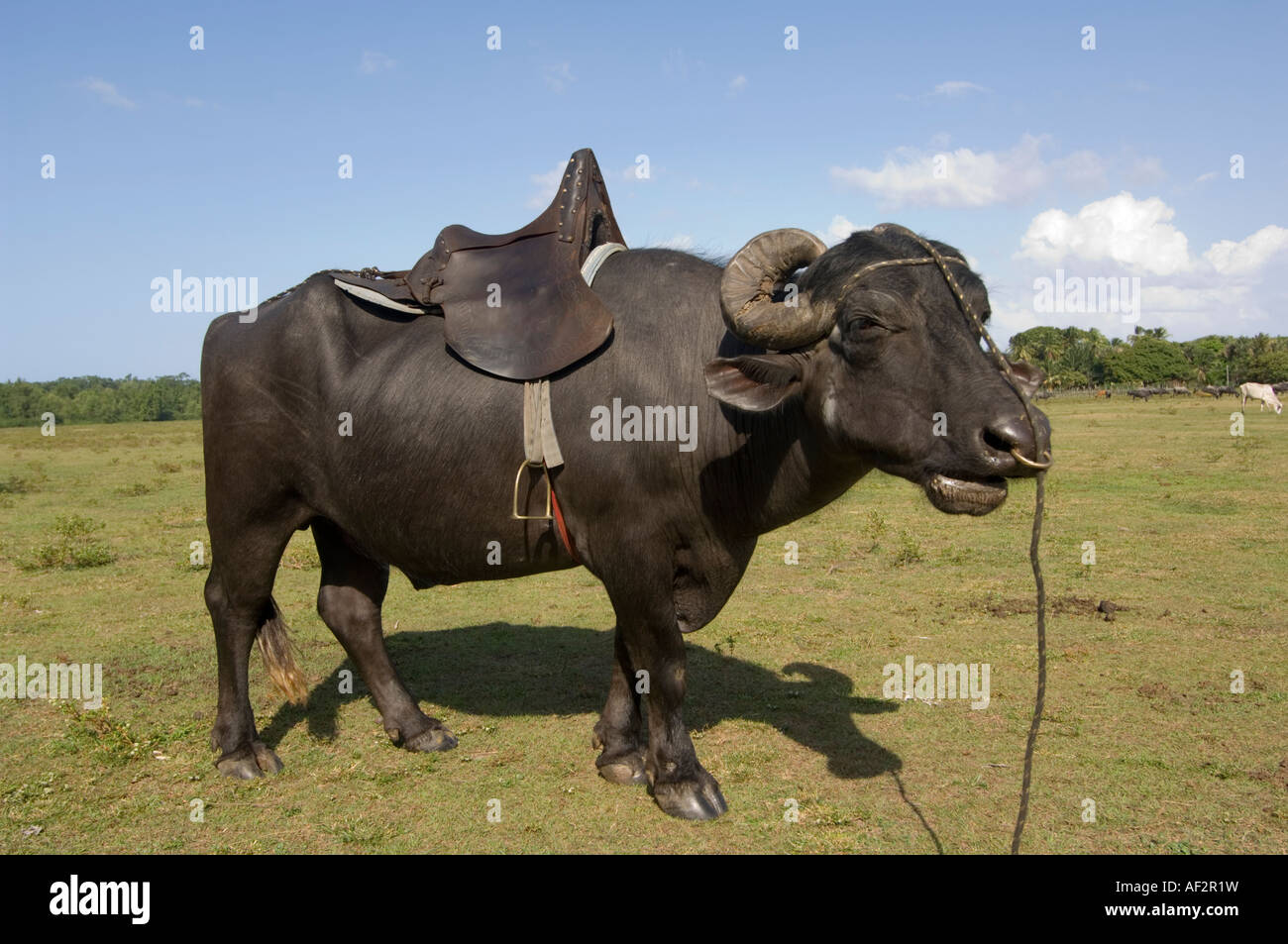 Saddled Buffalo Ilha de Marajó Pará Brazil Stock Photo - Alamy