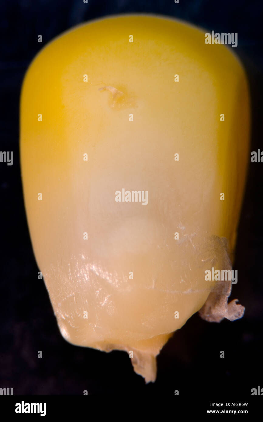 Steam Cooked Corn Kernel at 20x magnification Stock Photo - Alamy