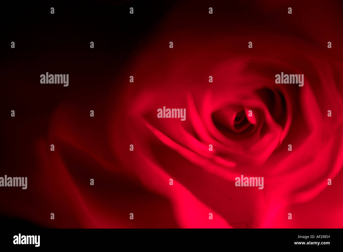 Romantic Red Rose Stock Photo - Alamy