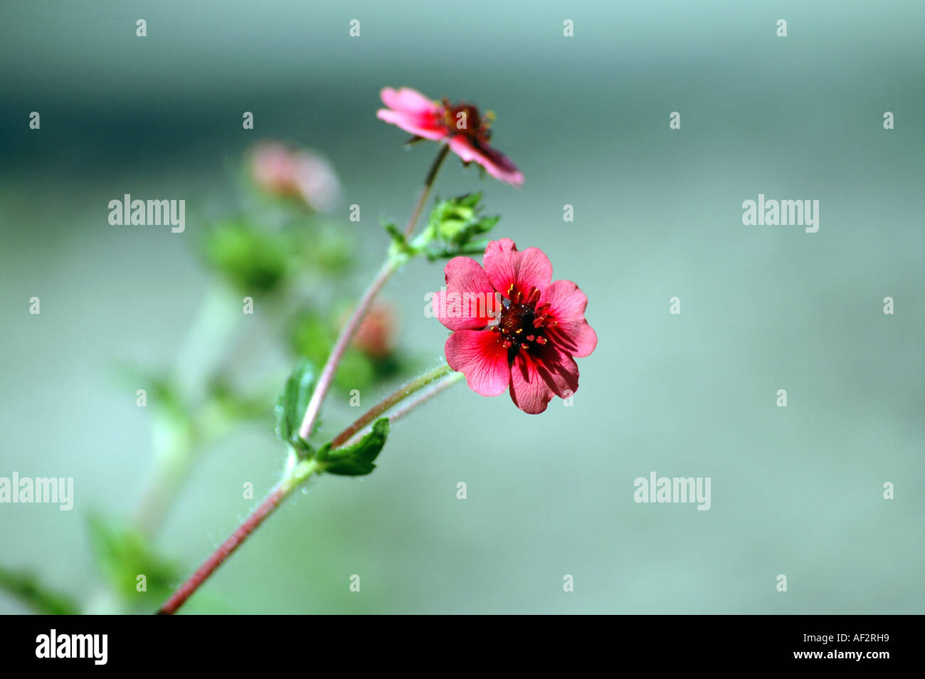 Nepal cinquefoil Potentilla nepalensis Stock Photo - Alamy