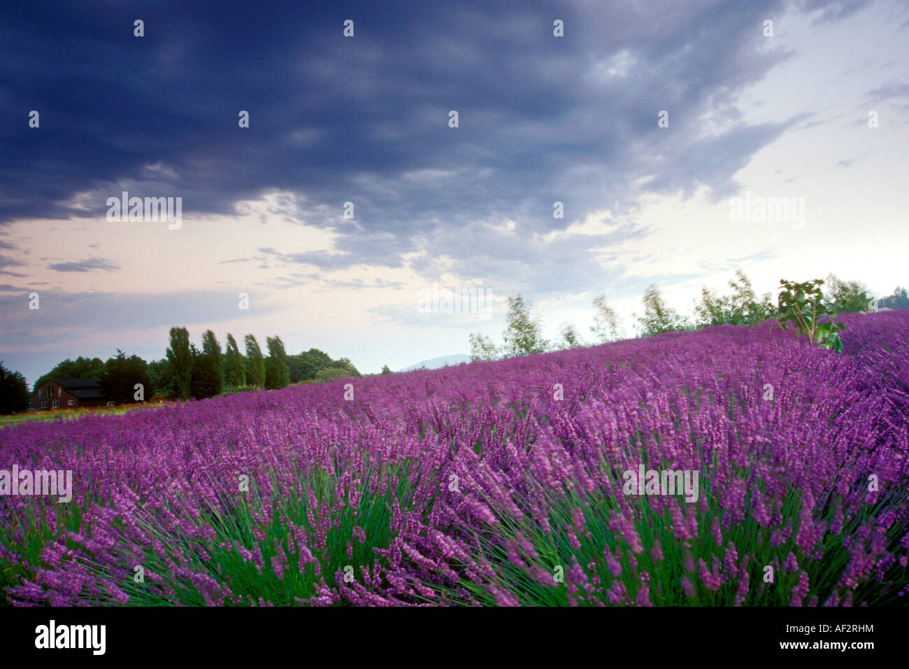 Lavender fields sequim washington hi-res stock photography and images ...