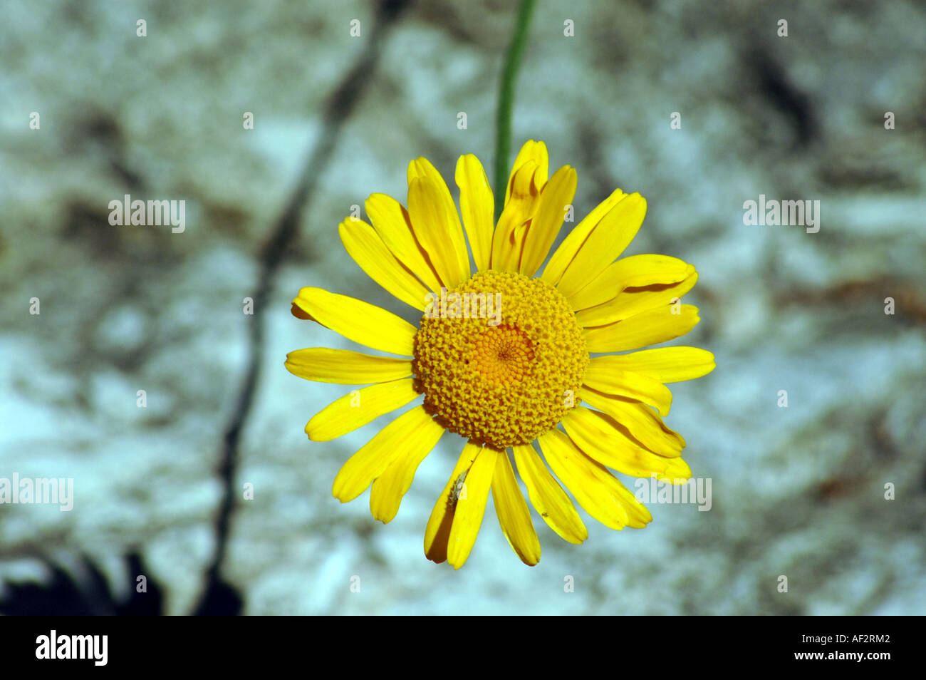 Yellow Camomille Anthemis tinctoria also called Golden Marguerite or ...