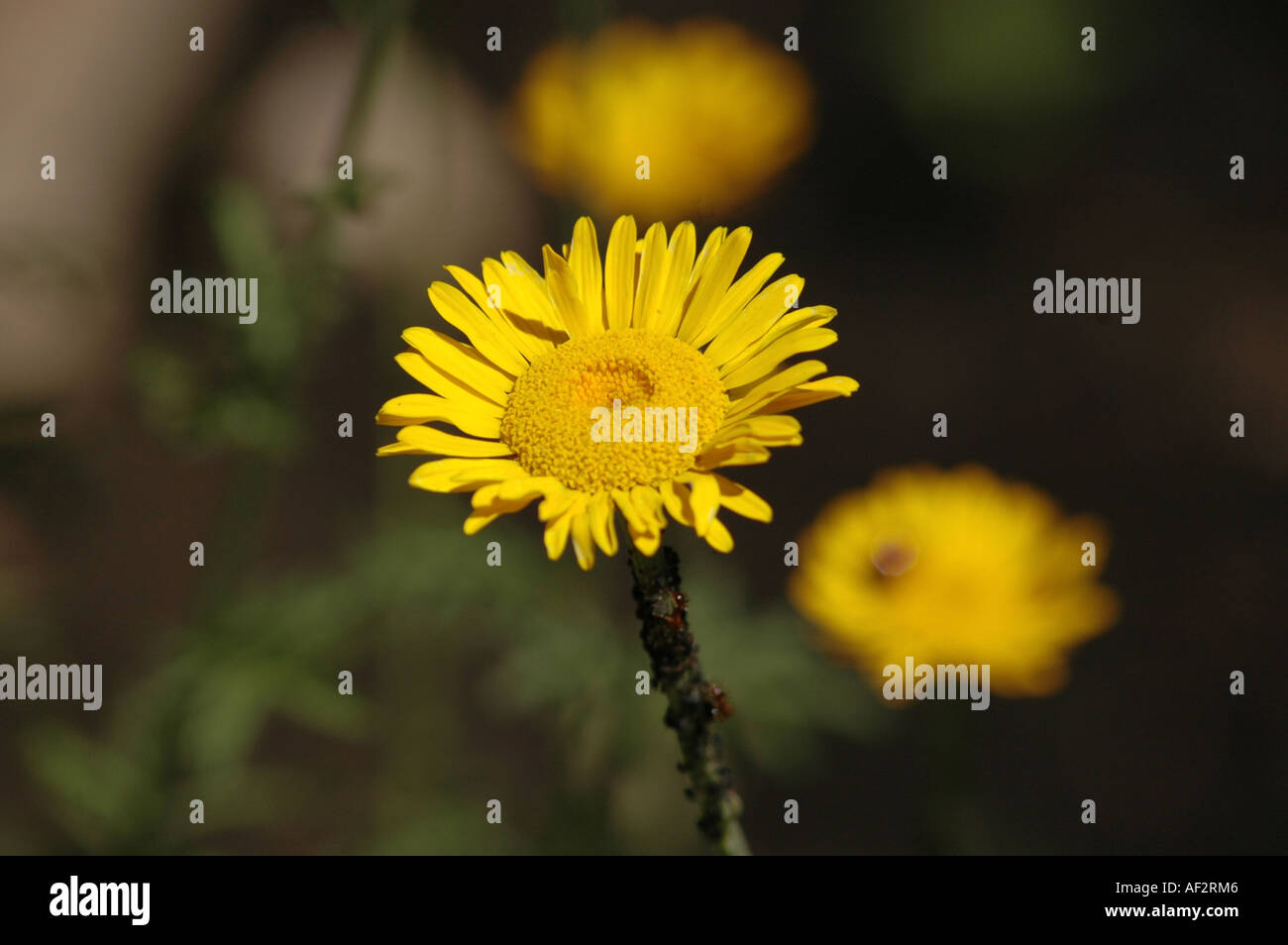 Yellow Camomille Anthemis tinctoria also called Golden Marguerite or ...