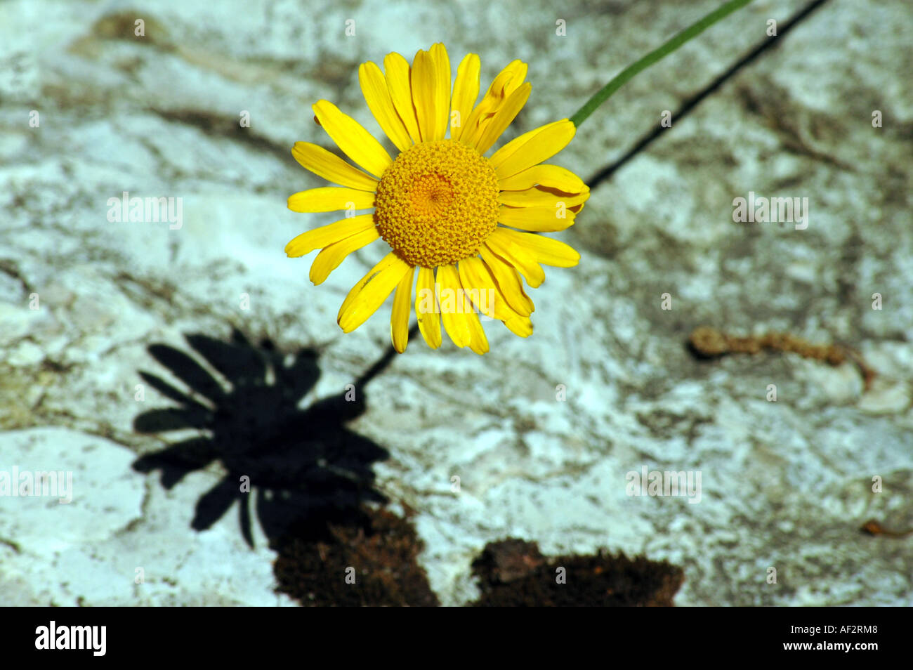 Yellow Camomille Anthemis tinctoria also called Golden Marguerite or ...