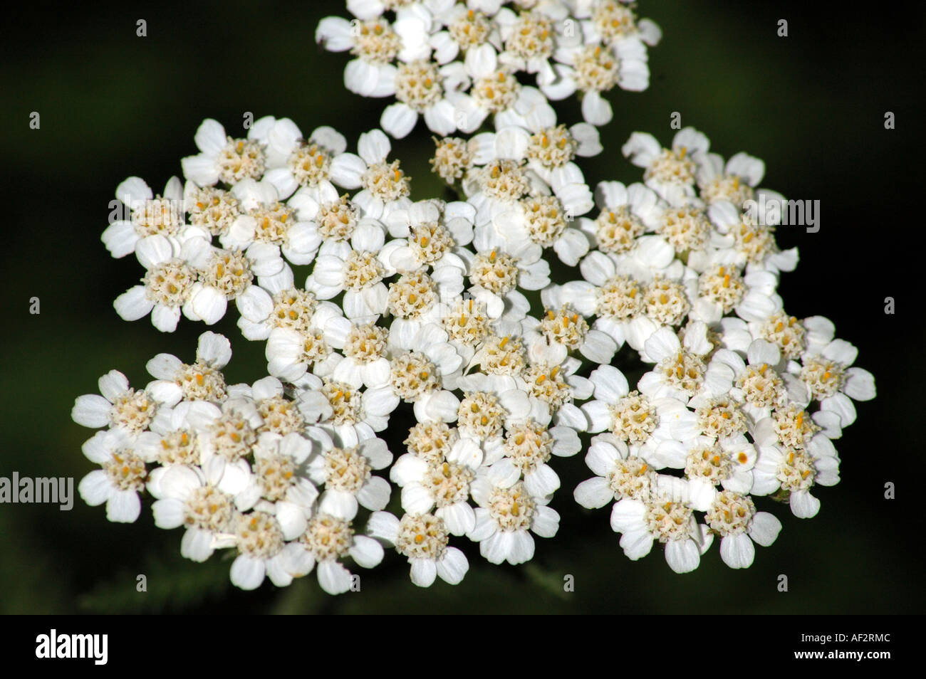 common Yarrow plant Achillea millefolium Stock Photo - Alamy