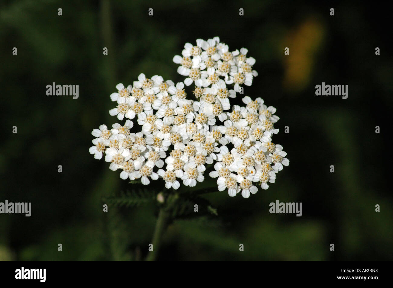common Yarrow plant Achillea millefolium Stock Photo - Alamy