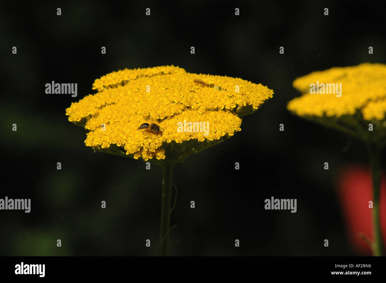 Fernleaf yarrow Achillea filipendulina also called Cloth of Gold Stock ...