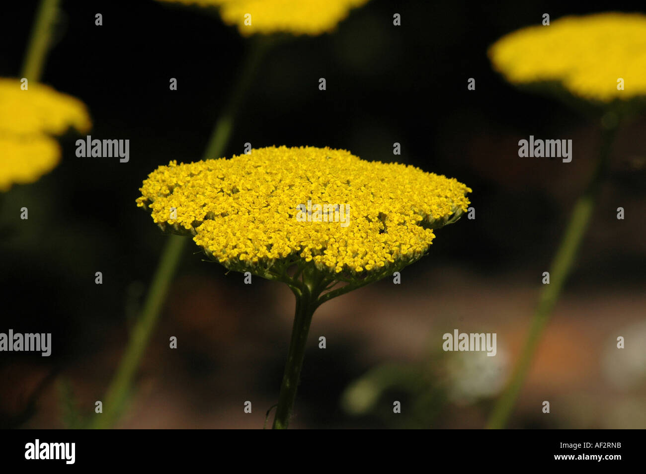 Fernleaf yarrow Achillea filipendulina also called Cloth of Gold Stock ...