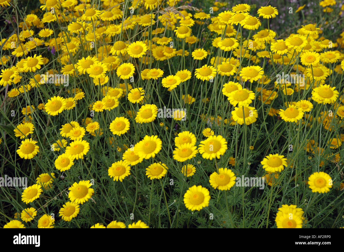 Yellow Camomille Anthemis tinctoria also called Golden Marguerite or ...