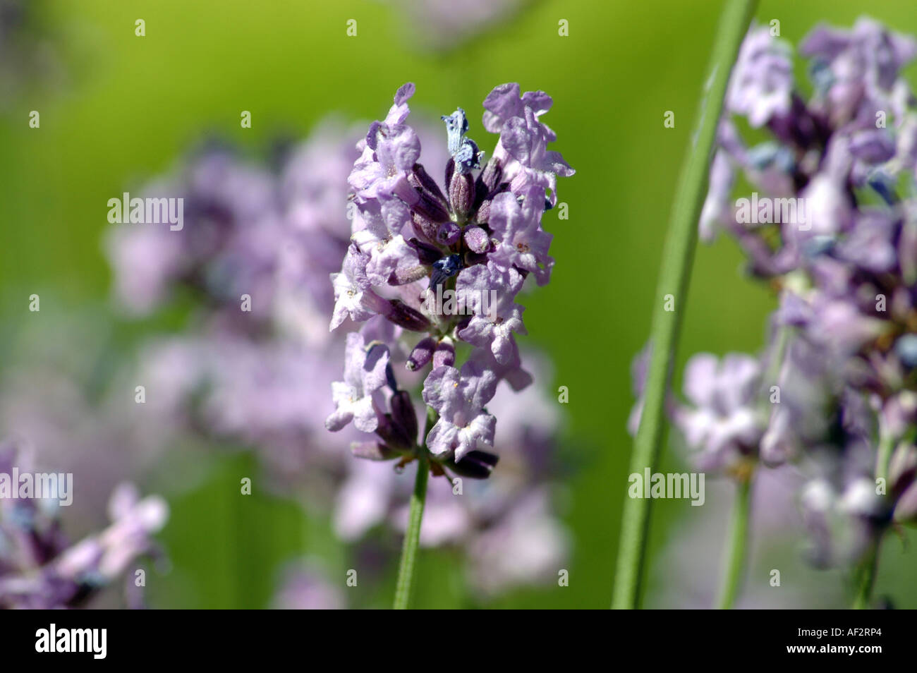 Lavender Lavandula angustifolia synonym Lavandula officinalis Stock ...