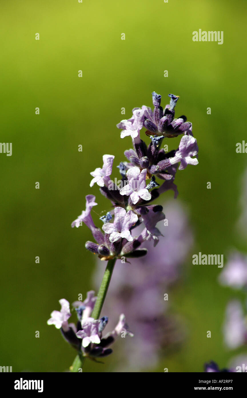 Lavender Lavandula angustifolia synonym Lavandula officinalis Stock ...