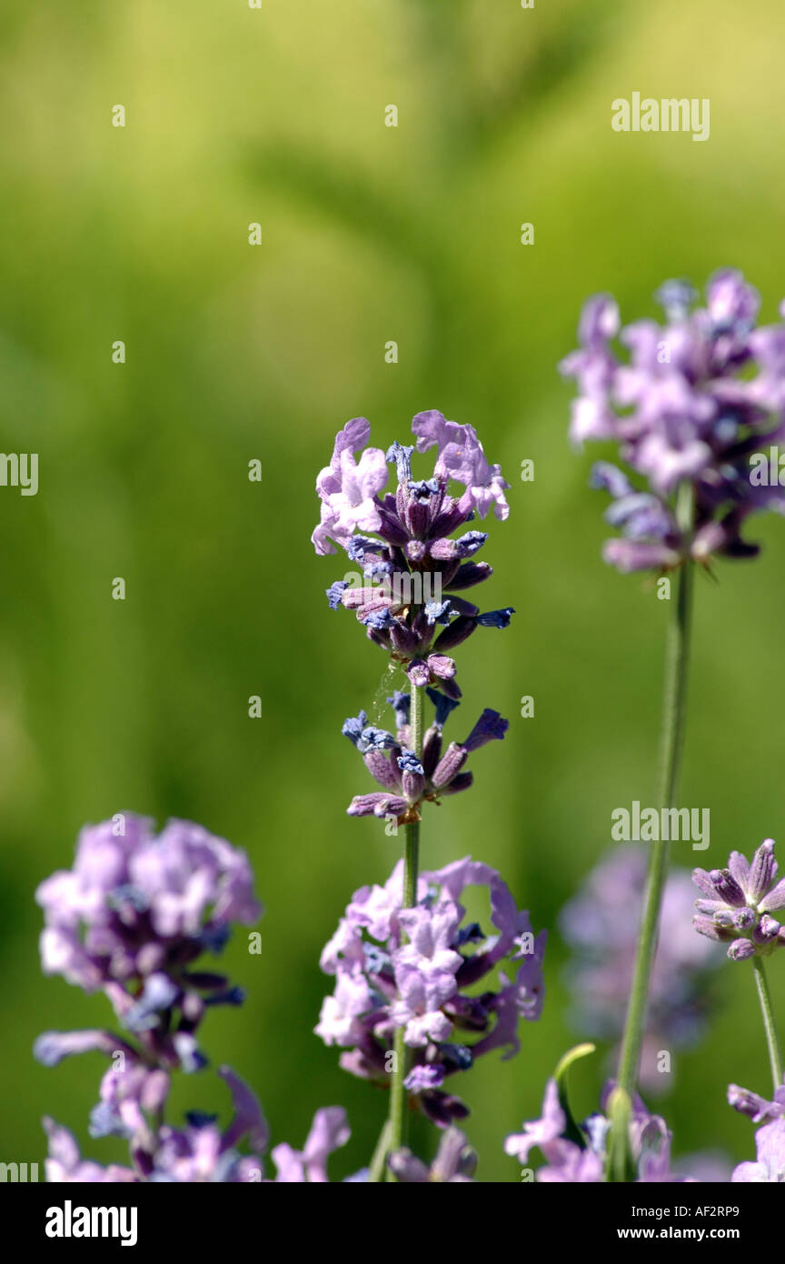 Lavender Lavandula angustifolia synonym Lavandula officinalis Stock ...