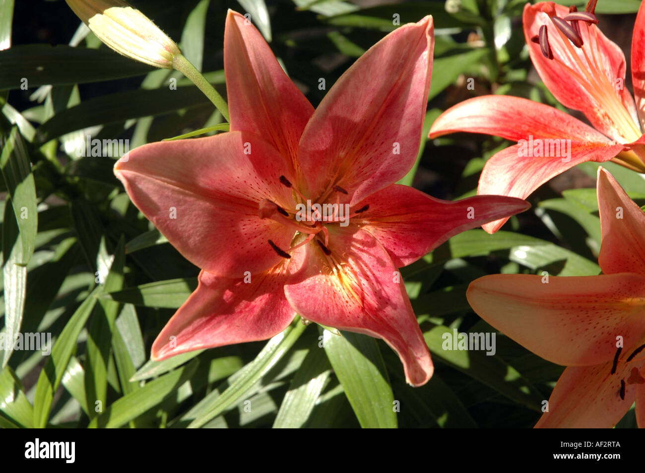 Red Lily flower Lilium Stock Photo - Alamy
