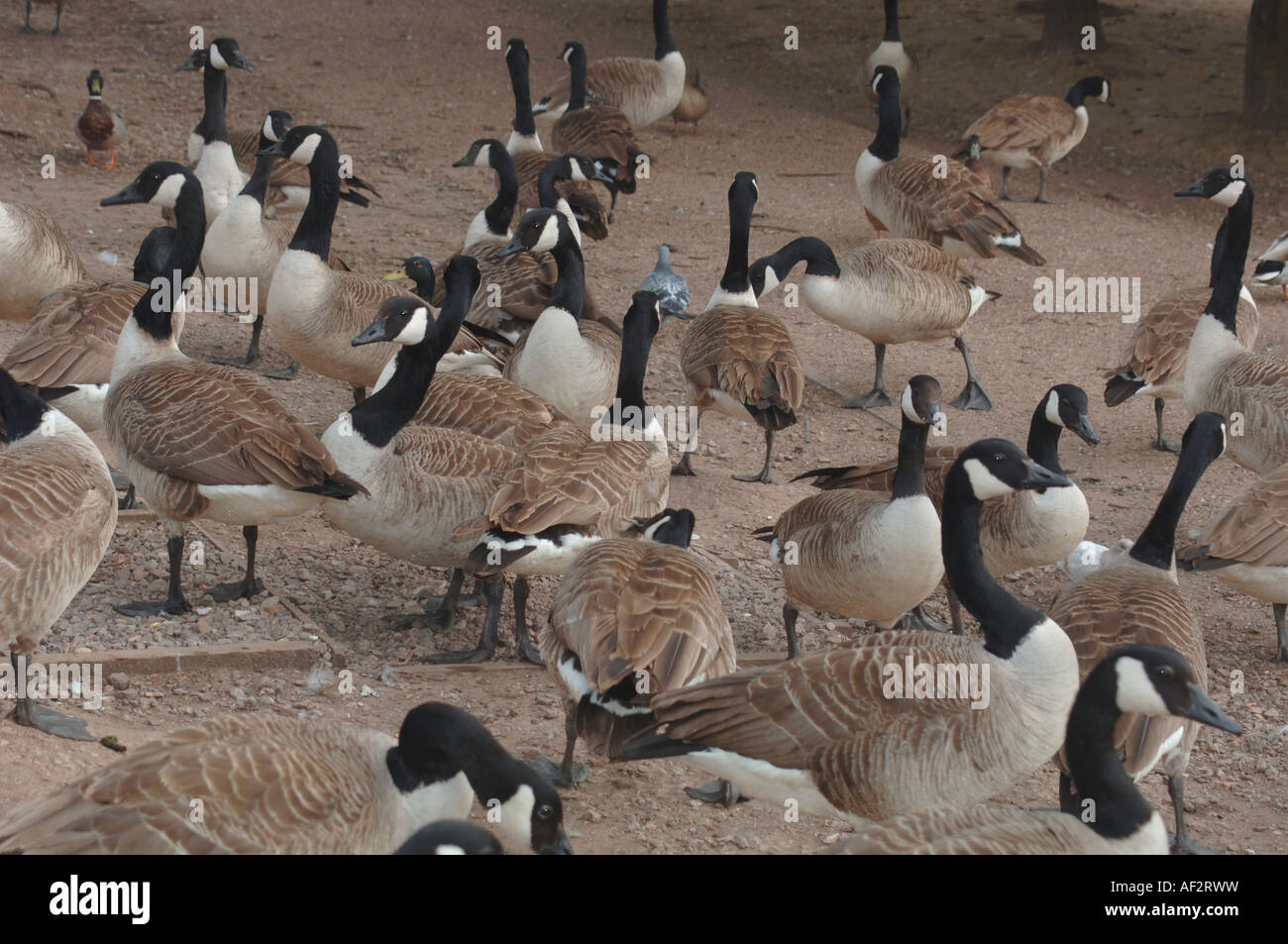 Gathering geese hi-res stock photography and images - Alamy