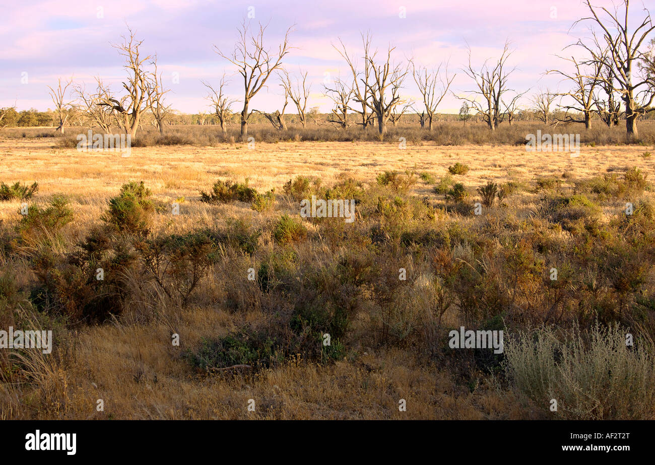 Dead plants drought hi-res stock photography and images - Alamy