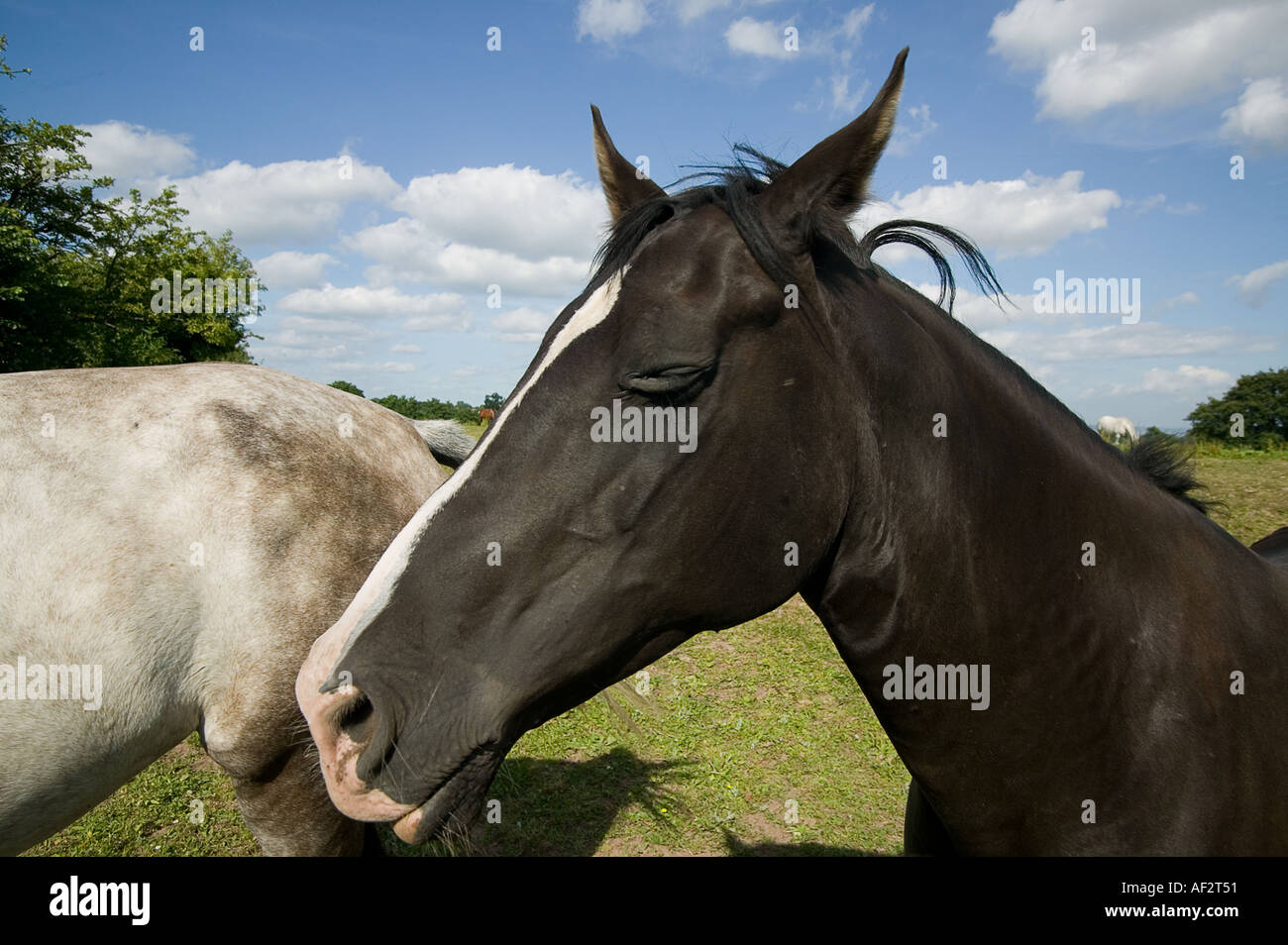 Horse nostril close up hi-res stock photography and images - Alamy