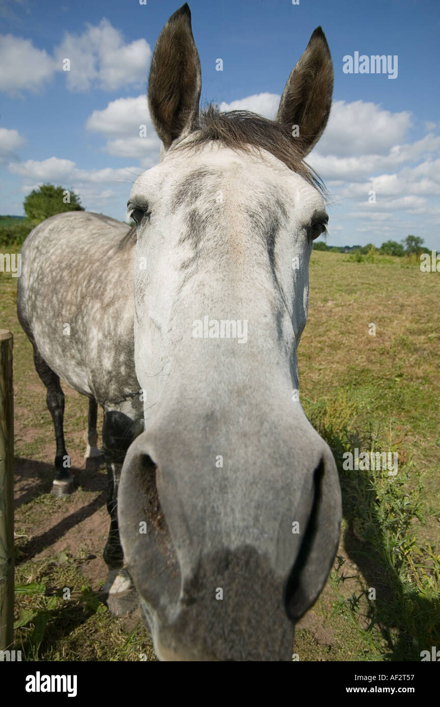 Horse head nostrils ears dappled hi-res stock photography and images ...