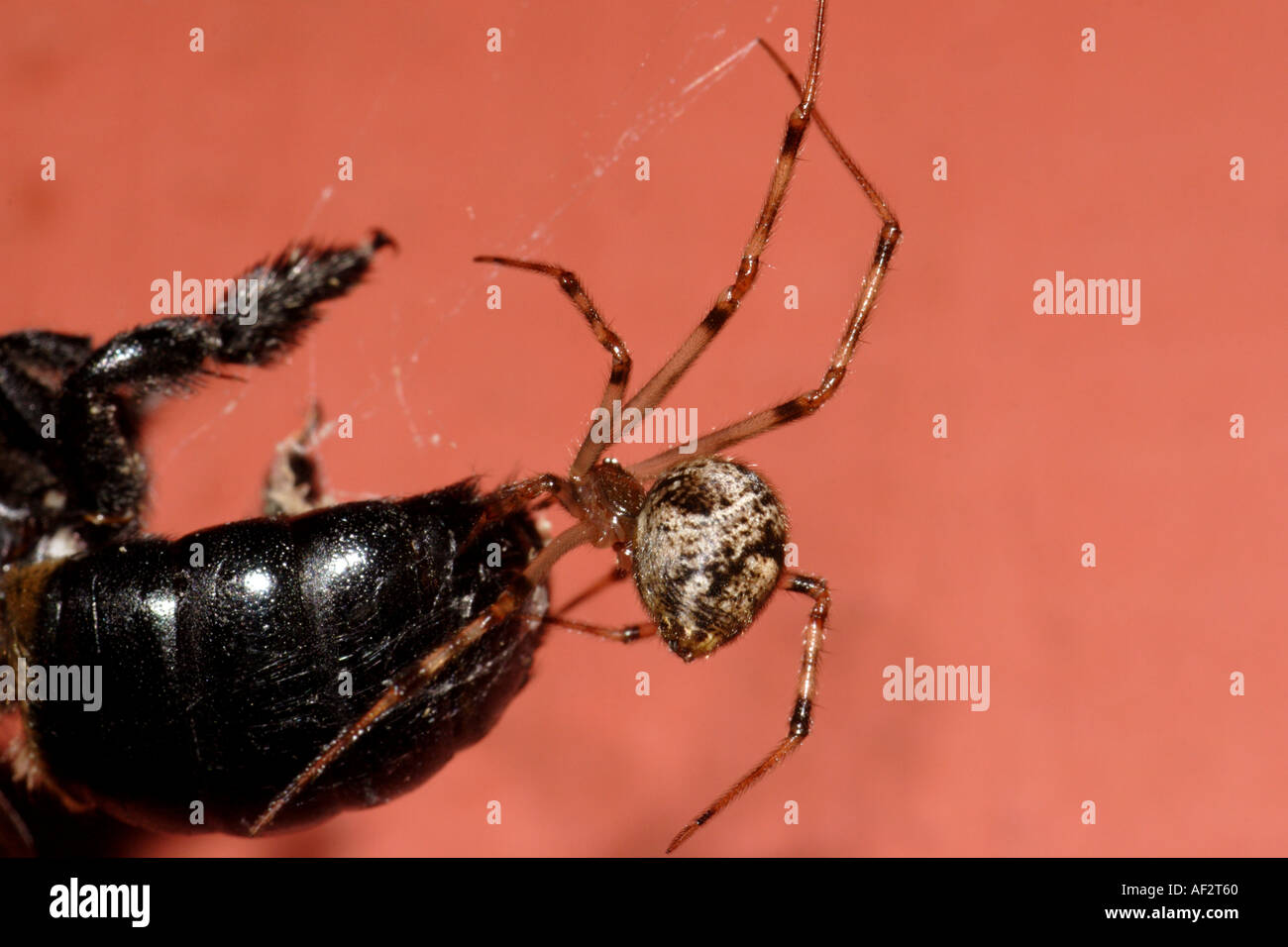 Spider attacks a captured Bumble Bee Stock Photo - Alamy