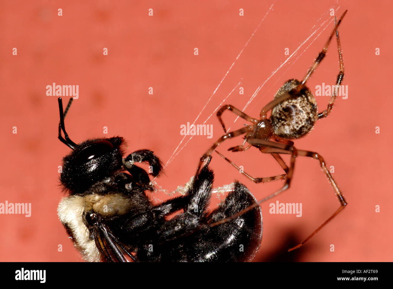 Spider attacks a captured Bumble Bee Stock Photo - Alamy