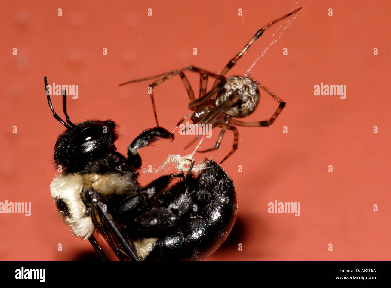 Spider attacks a captured Bumble Bee Stock Photo - Alamy