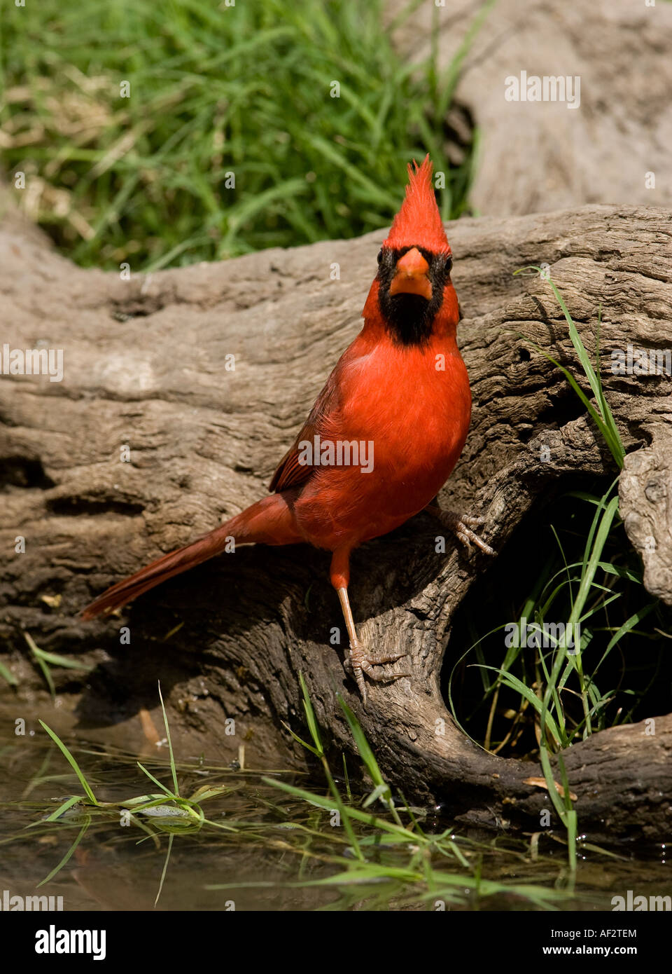 Northern Cardinal Male Stock Photo - Alamy