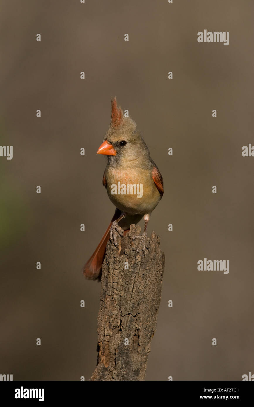 Northern Cardinal Female Stock Photo - Alamy