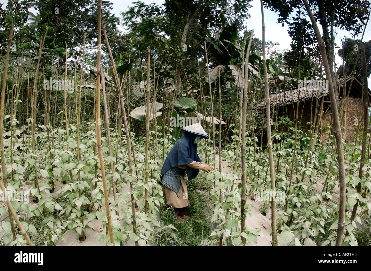 Volcanic ash covers hundreds of villages and farmland after the Merapi ...