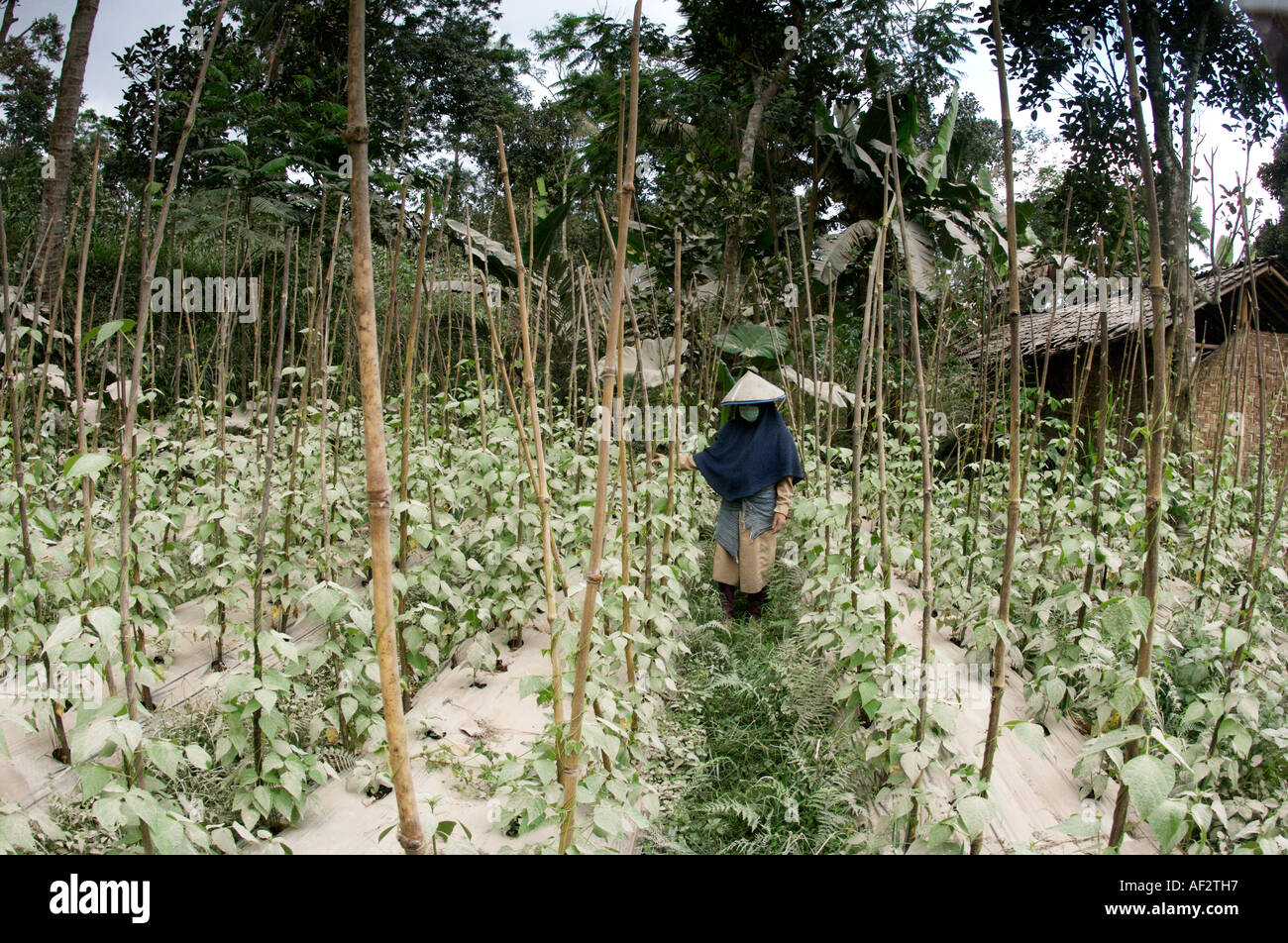 Volcanic ash covers hundreds of villages and farmland after the Merapi ...