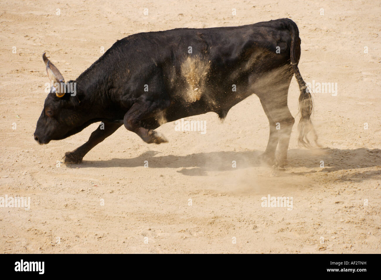 Bullfighting red cloth hi-res stock photography and images - Alamy