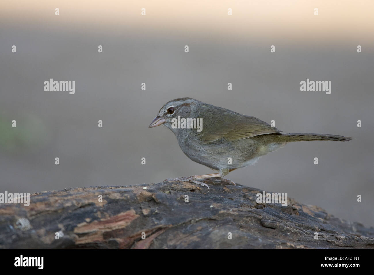 Olive sparrow arremonops rufivirgatus hi-res stock photography and ...