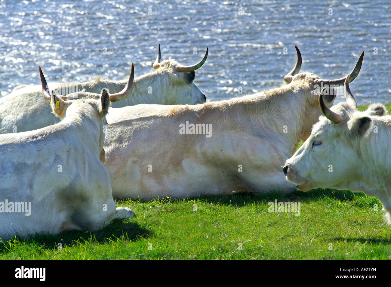 Good looking cows hi-res stock photography and images - Alamy