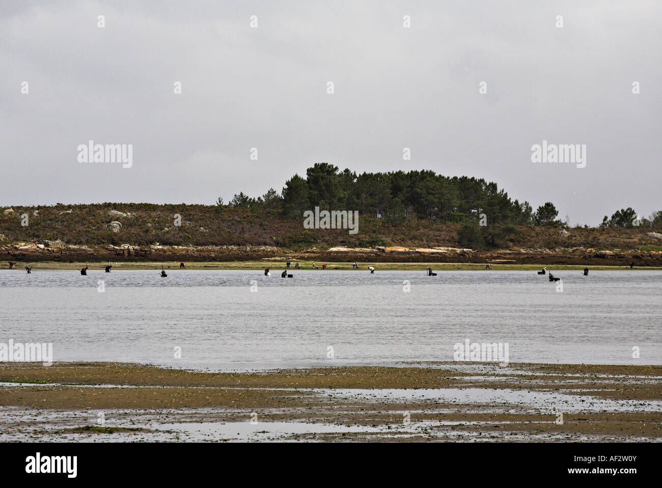 Cockle pickers hi-res stock photography and images - Alamy