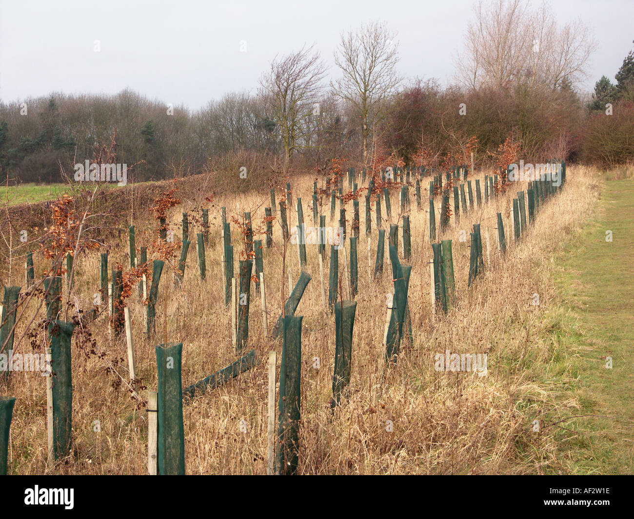 Woodland Planting Scheme High Resolution Stock Photography and Images ...