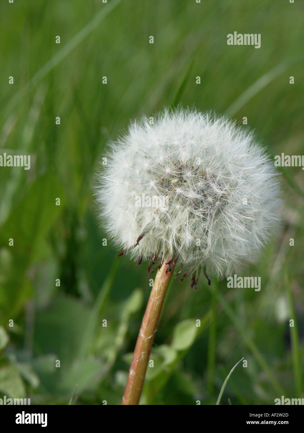 Dandelion Seedhead sometimes known as a dandelion clock contains ...