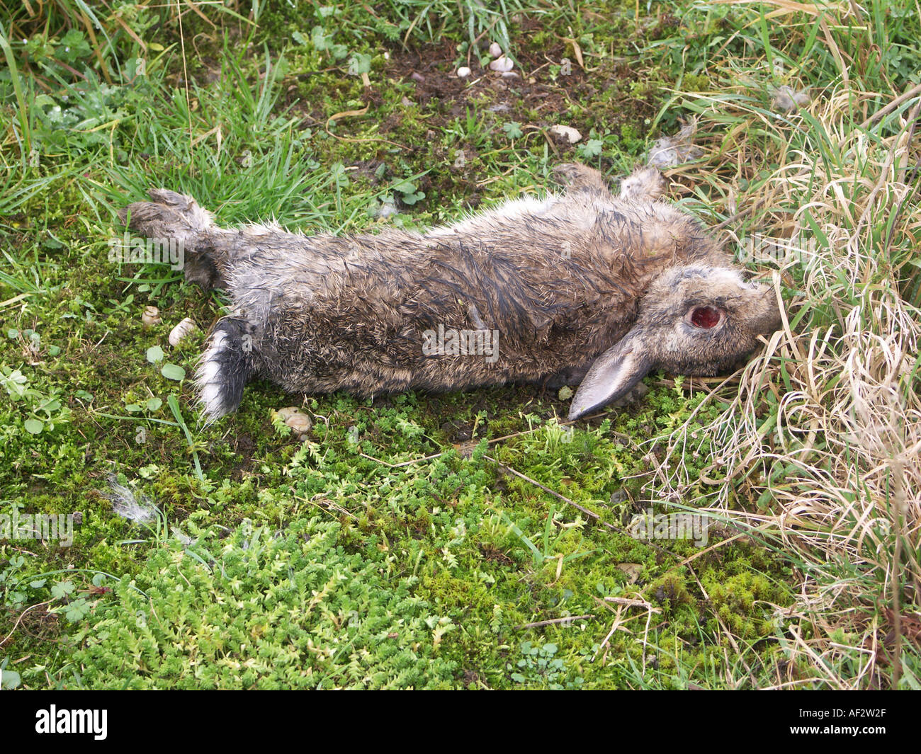 Dead Wild Rabbit Stock Photo - Alamy