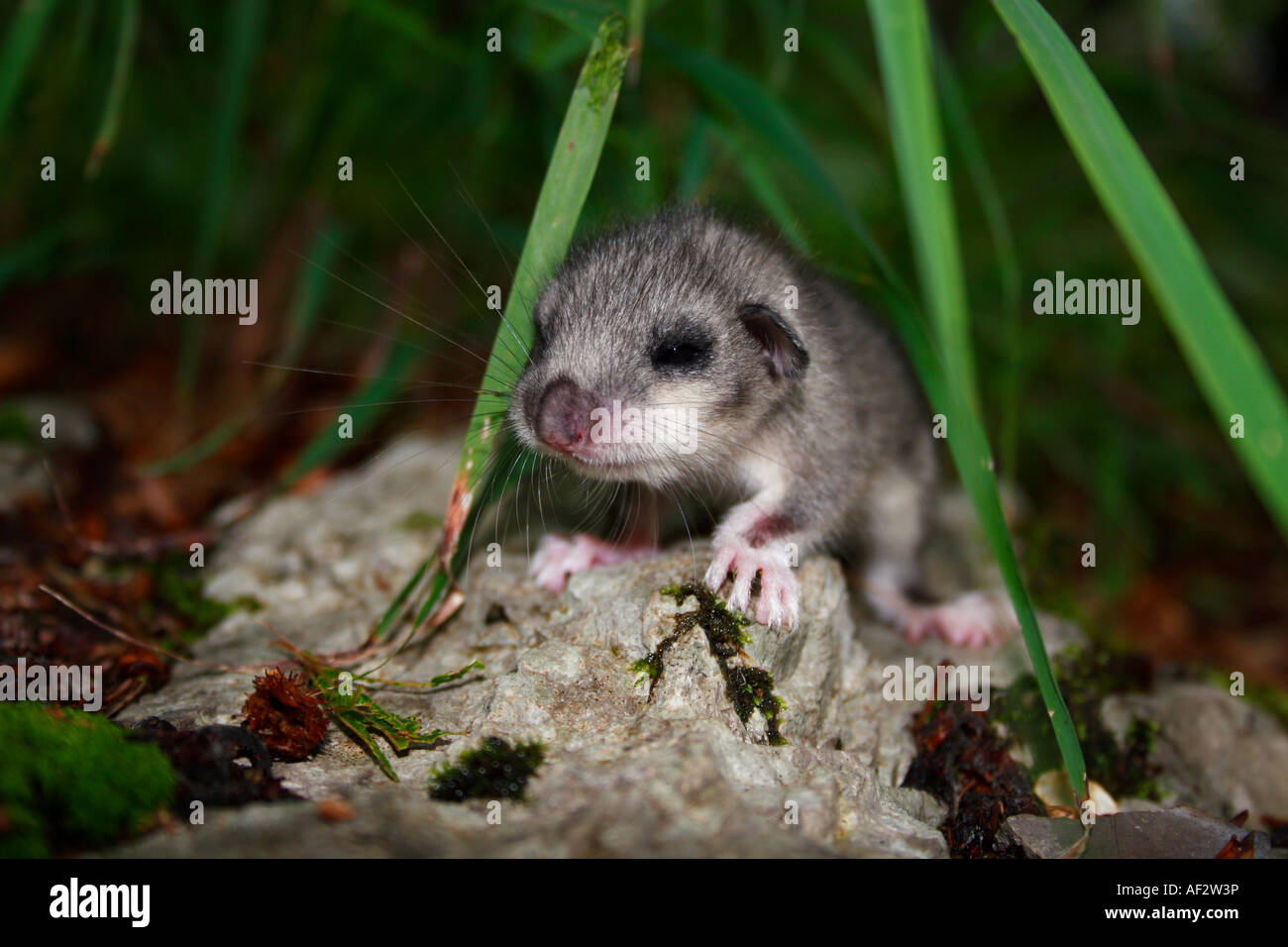 Fat Mouse High Resolution Stock Photography and Images - Alamy