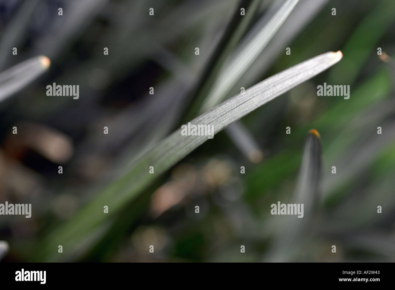 Black grass mondo hi-res stock photography and images - Alamy