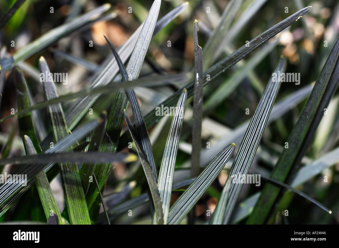 black mondo grass Stock Photo - Alamy