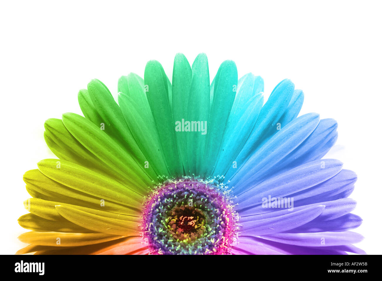 Rainbow colored gerbera Stock Photo - Alamy