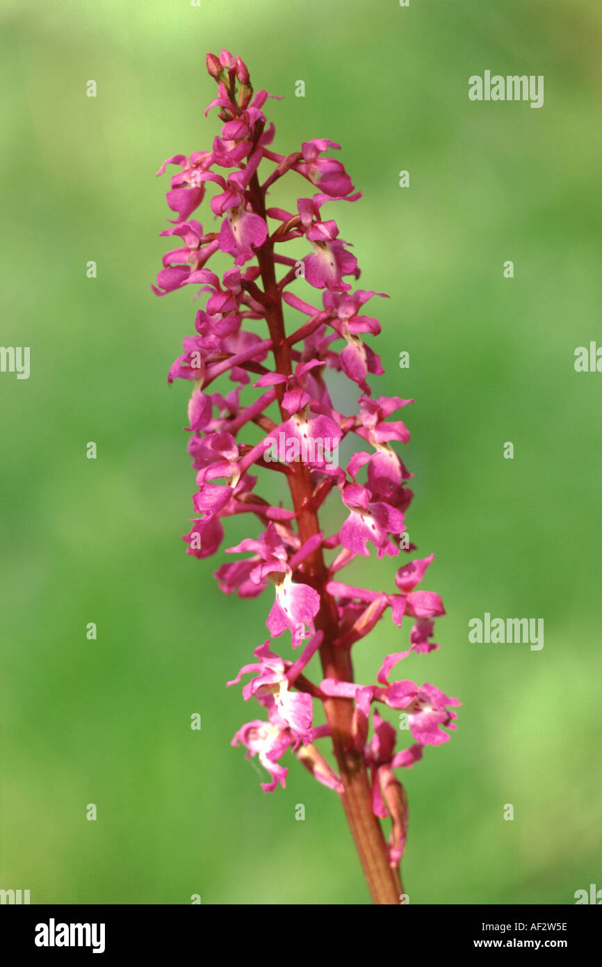 Early Purple Orchid Orchis mascula Stock Photo - Alamy